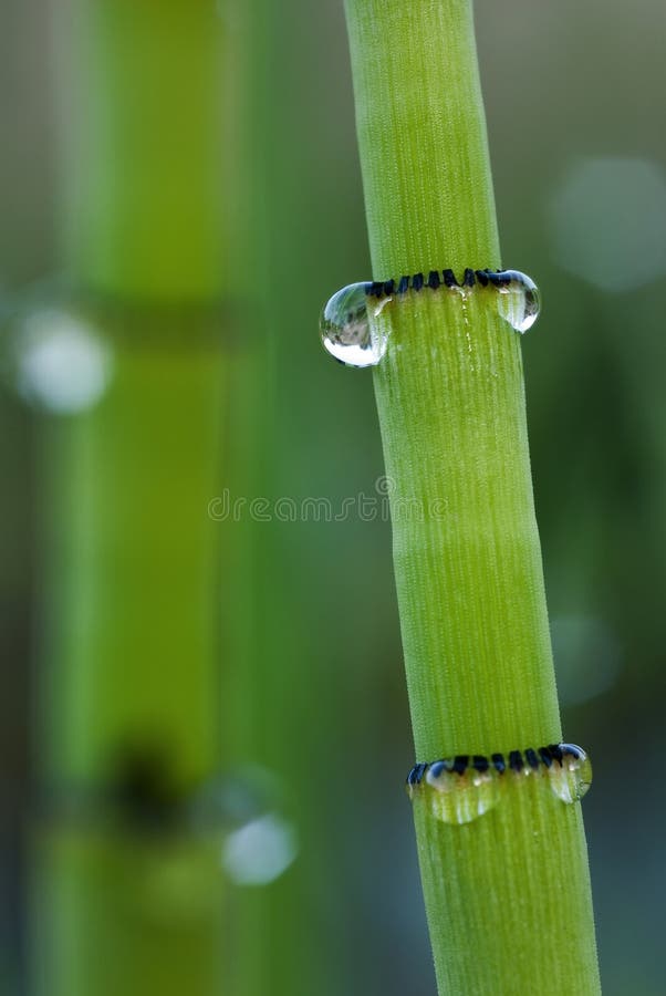 Dew Covered Green Segmented Reeds Stock Image - Image of segmented ...