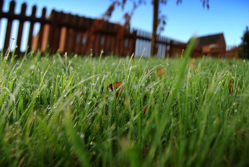Dew covered lawn stock photo. Image of green, drops, colours - 3619680