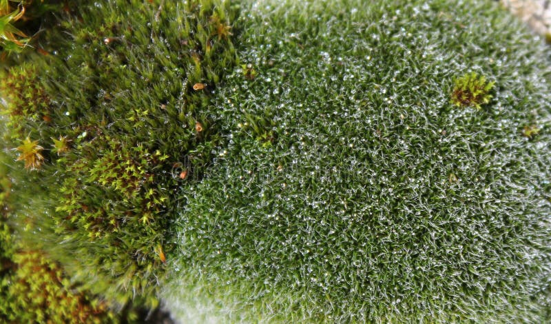 Dew covered moss stock image. Image of dewdrops, mossy - 80165143