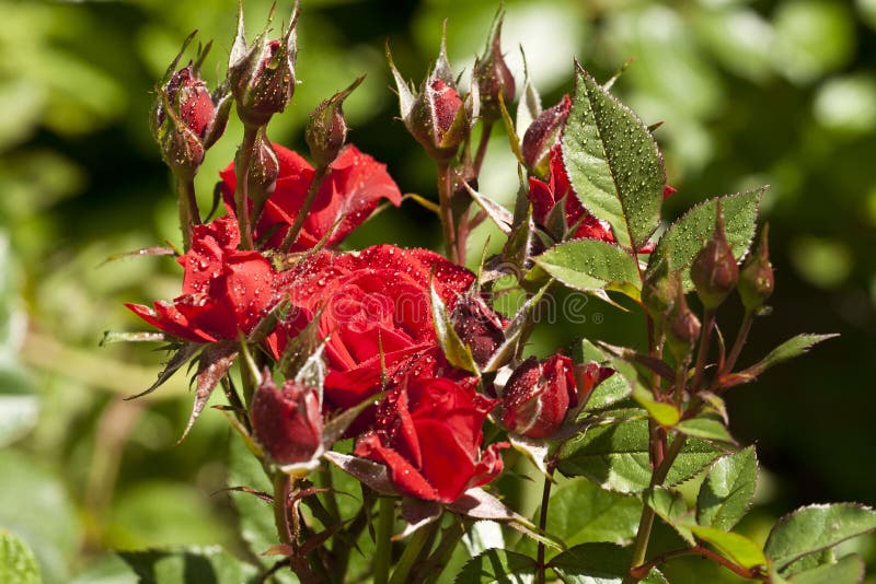 Dew Covered Red Roses stock image. Image of raindrops - 30826325