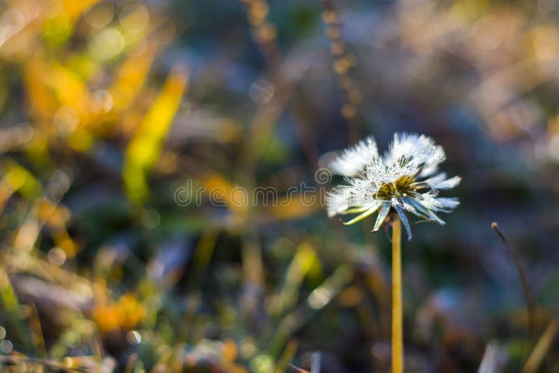 Dew and Dandelion, Water Drops on the Dandelion, Macro and Close-up ...
