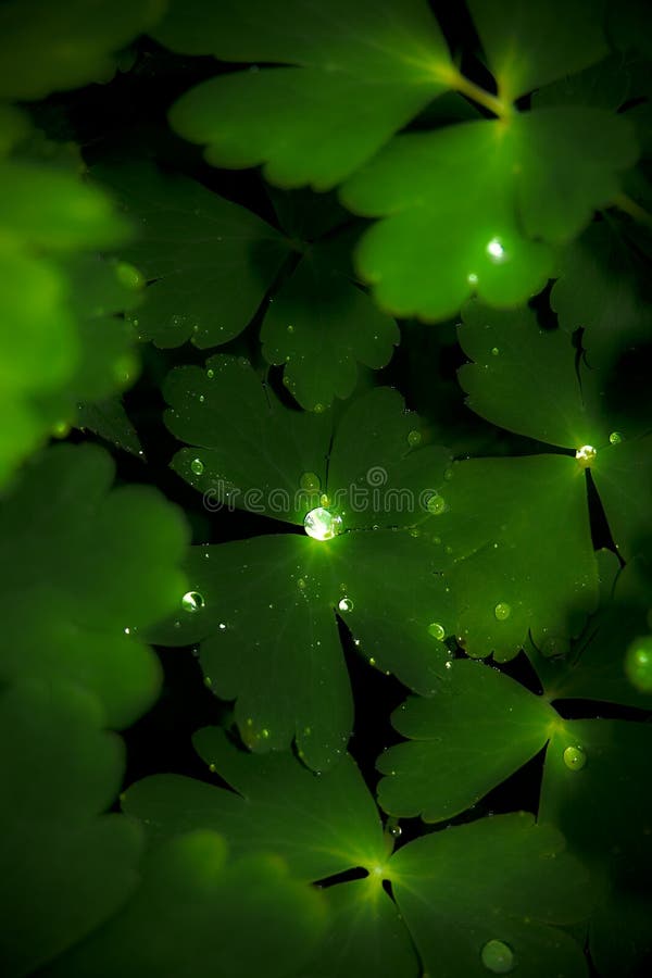 Dew on dark grass stock photo. Image of tear, spot, shine - 11167696