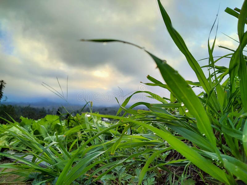 Dew Dawn Sky Green Background Langit Biru Stock Image - Image of dawn ...
