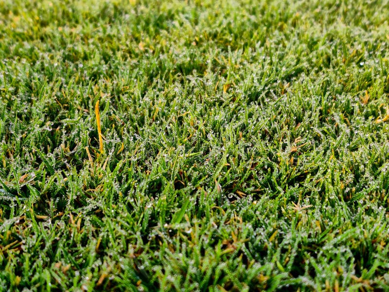 Dew stock photo. Image of looking, grass, like, drops - 215219482