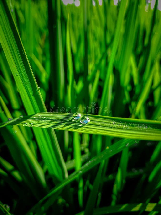 Dew Dripping on the Leaves in the Morning Stock Photo - Image of leaves ...
