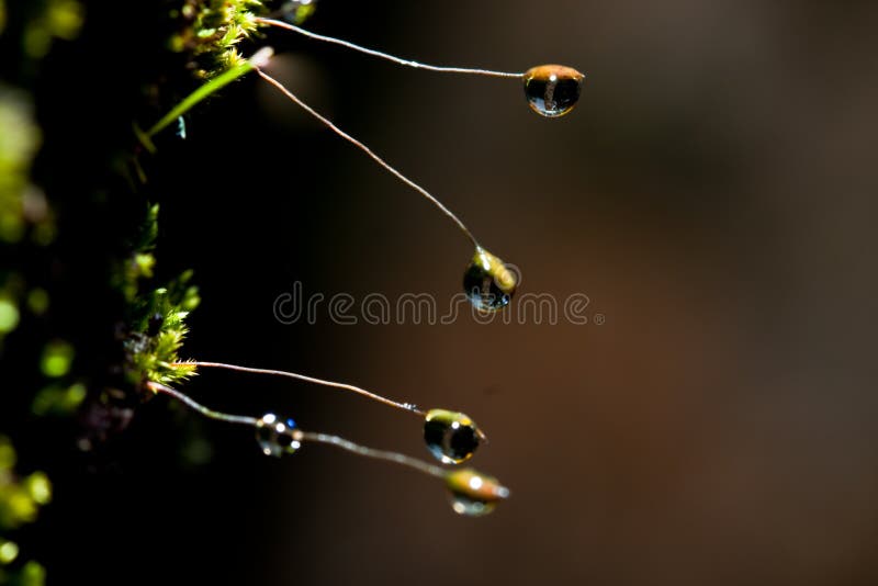 Dew drop stock photo. Image of drop, environment, purity - 14545536