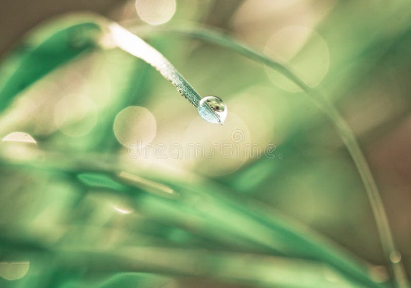 Dew Drop stock image. Image of detail, kennedyville, reflection - 16552759
