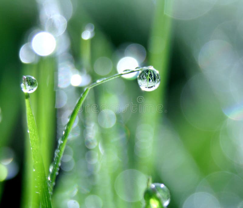Dew drop stock image. Image of pure, lawn, drop, field - 16644387