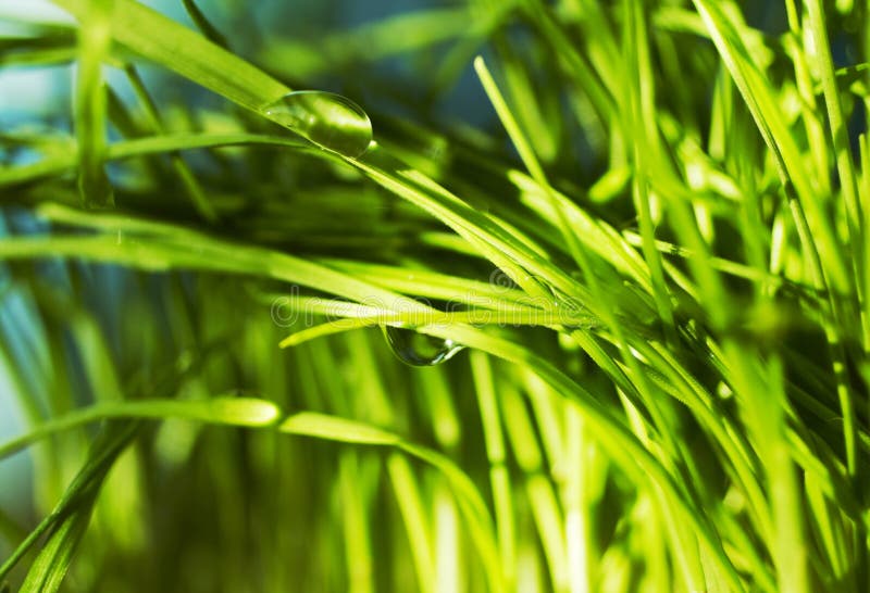 Dew-drop stock image. Image of green, close, clean, ecology - 2137487