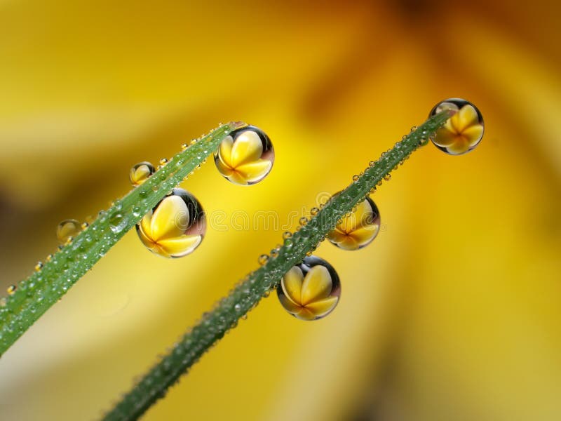 Dew Drop stock photo. Image of water, details, garden - 22002722