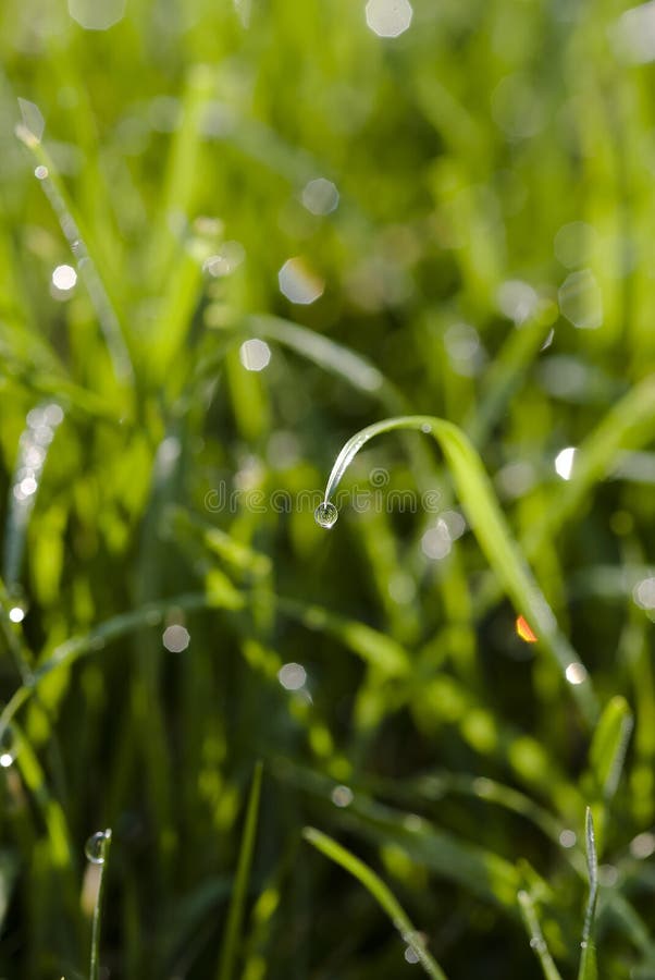Dew drop stock photo. Image of grass, hope, symbol, stalk - 25442356