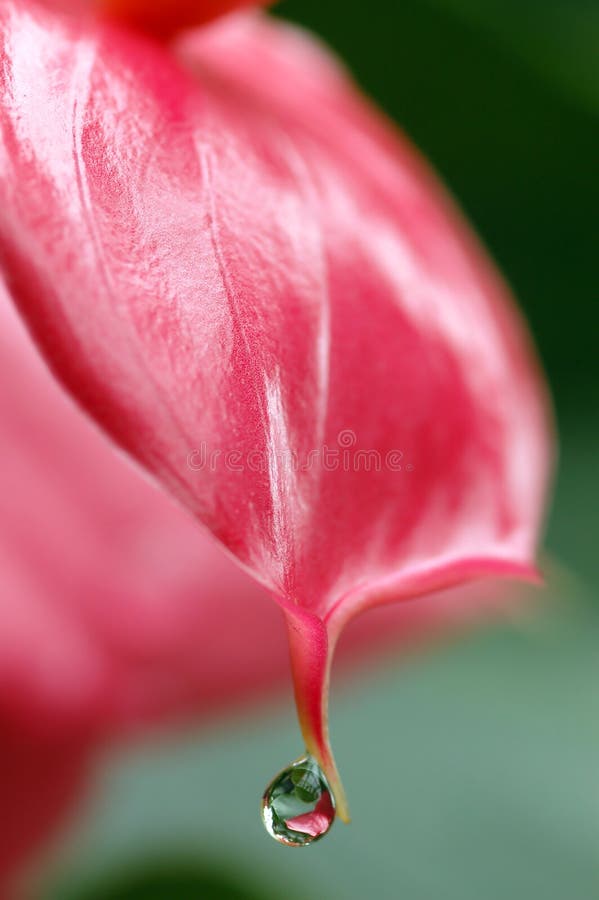 Water droplets on calla stock image. Image of plant, calla - 6550053