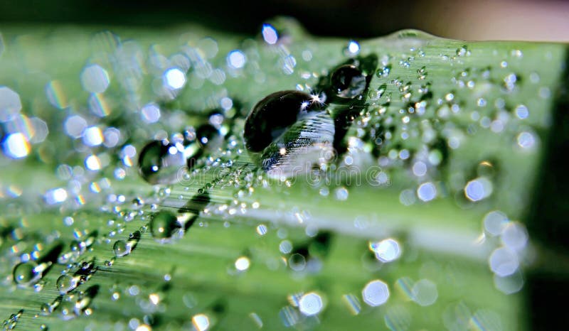 Dew Drop stock image. Image of ideas, horizontal, conservation - 41357713