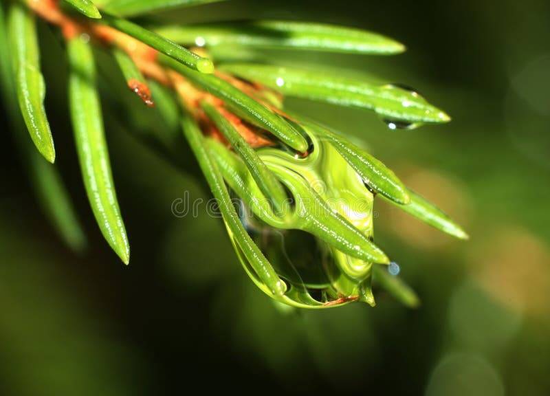 Dew drop on a branch stock photo. Image of light, ecology - 3970270