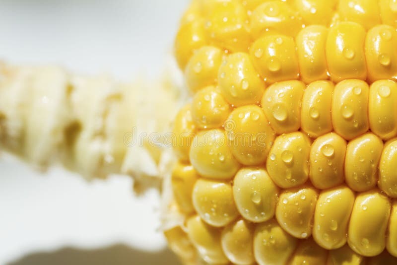 Dew Drop on Corn Close Up Shot Stock Image - Image of leaf, popcorn ...
