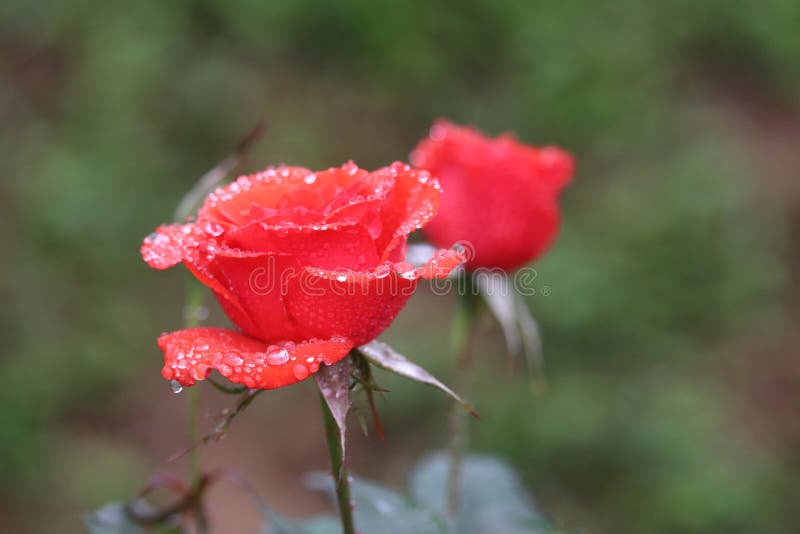 Dew drop covered red rose stock image. Image of drops - 107889067