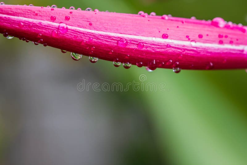 Dew drop on Crinum Lily stock image. Image of leaf, gecko - 167234661