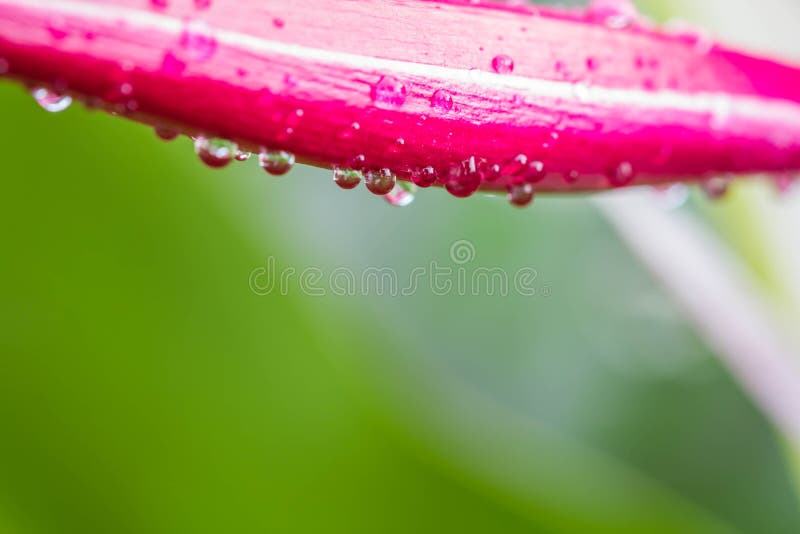 Dew drop on Crinum Lily stock photo. Image of floral - 167234666