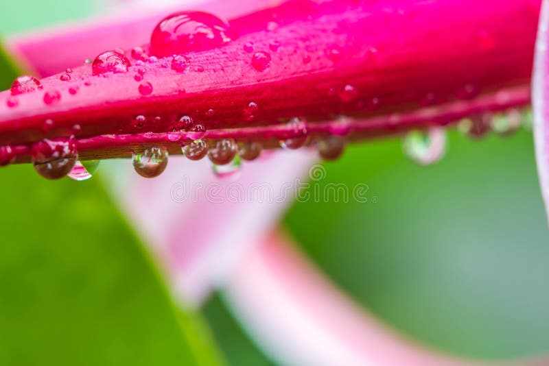 Dew drop on Crinum Lily stock photo. Image of tropical - 167234672