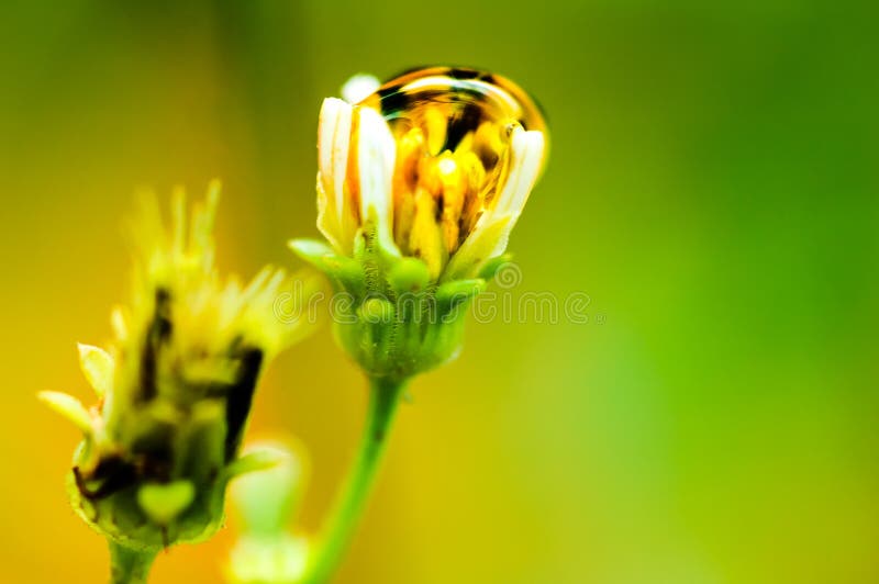 The Dew Drop on the Daisy Pollen Stock Image - Image of garden, drops ...
