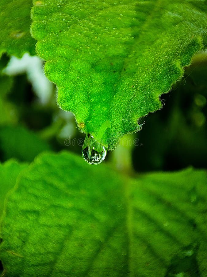 Dew Drop Falling from Oregano Leaf Stock Image - Image of oregano ...