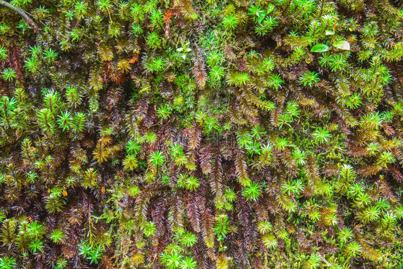 Dew drop stock photo. Image of bubble, leaf, summer, raindrop - 32724626