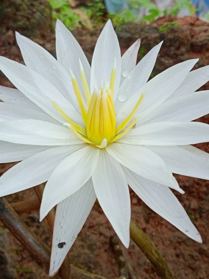 A Drop of Dew on a Flower of an Orchid Stock Photo - Image of creative ...