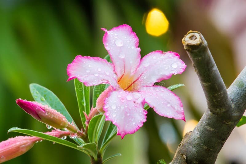 Dew drop on flowers stock photo. Image of beauty, petal - 32339572