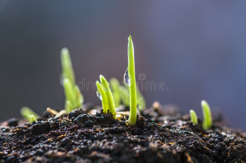 Dew Drop on Fresh Young Wheat Sprouts Stock Image - Image of growing ...