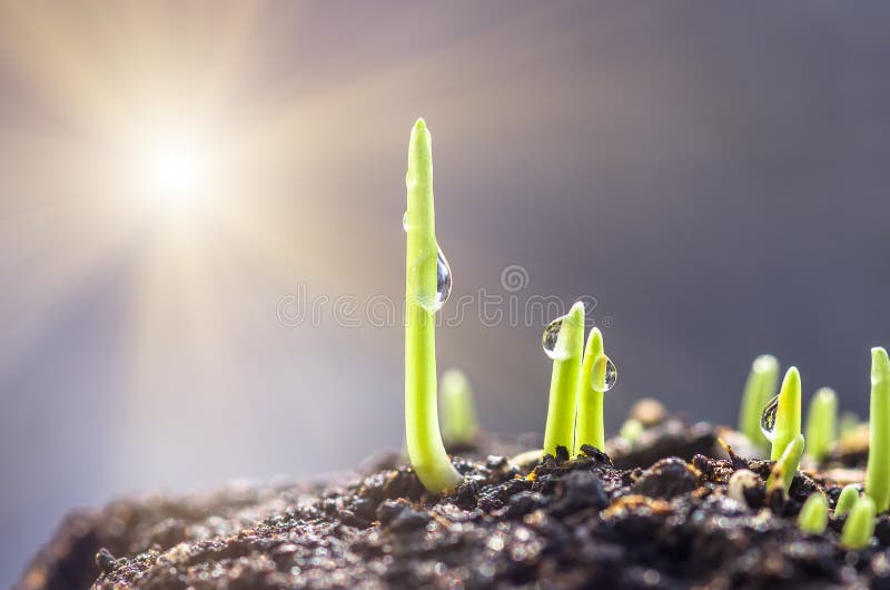 Dew Drop on Fresh Young Wheat Sprouts Stock Image - Image of grow ...