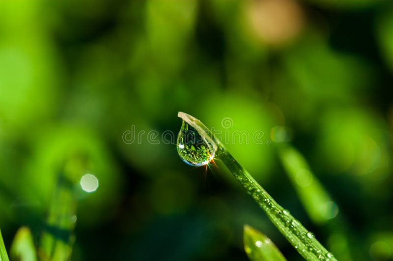 Dew Drop on Grass Beautiful Reflection Stock Photo - Image of droplet ...