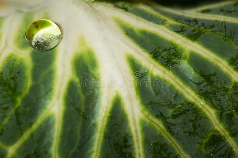 Dew Drop on Green Brassica Leaf Stock Image - Image of farm, bright ...