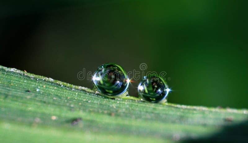 Dew drop stock photo. Image of green, drop, beautiful - 139565254