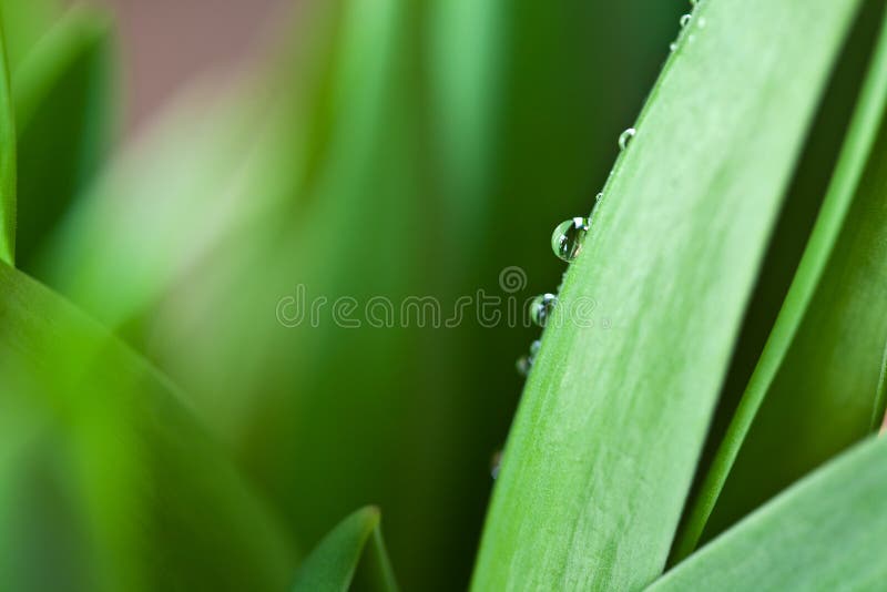 Dew Drop on Green Leaf stock image. Image of growth, meadow - 12630177