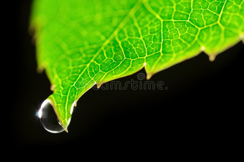 Dew drop on green leaf stock image. Image of macro, fall - 14474049