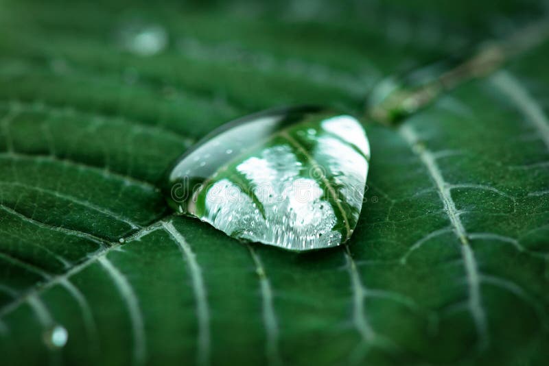 Dew drop on a green leaf. stock photo. Image of abstract - 141635882