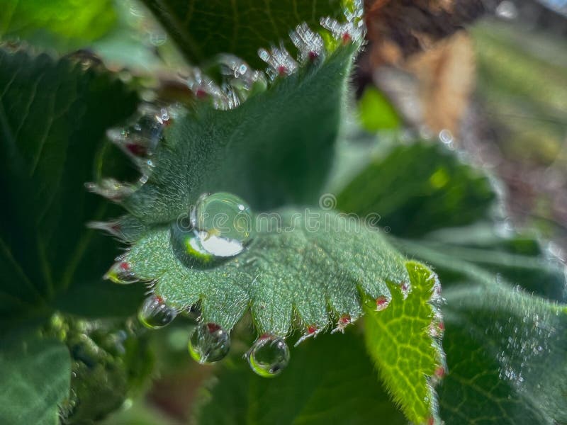 Dew Drop on a Green Leaf on a Misty Morning Stock Photo - Image of leaf ...