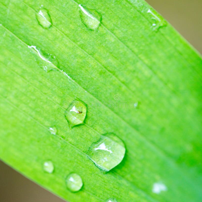 Dew drop on green leaf stock image. Image of meadow, color - 50289633