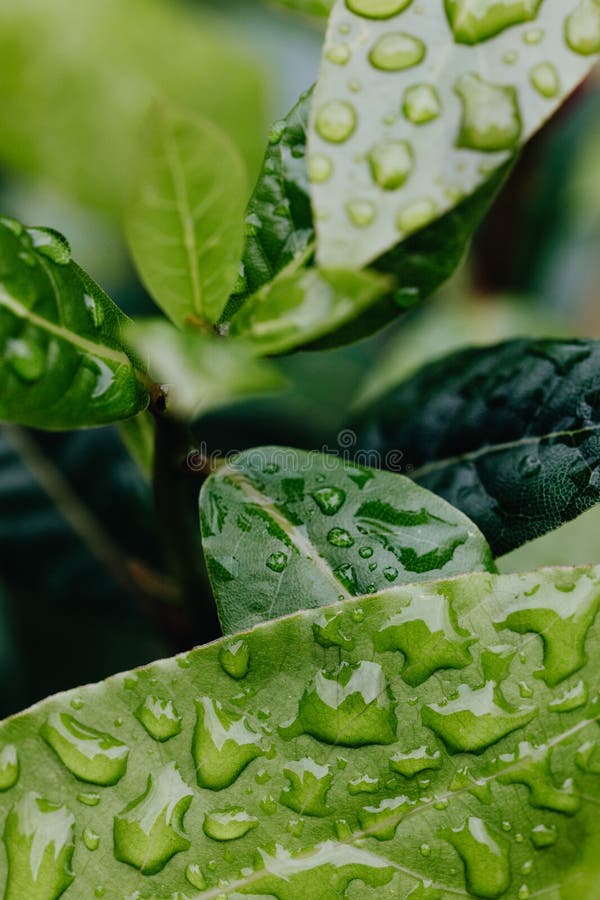 Dew Drop on the Green Leaves.green Leaf Background Stock Photo - Image ...