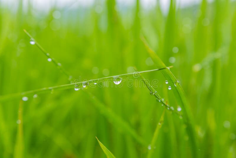 Dew Drop on Green Rice - Closeup Stock Photo - Image of nature, harvest ...