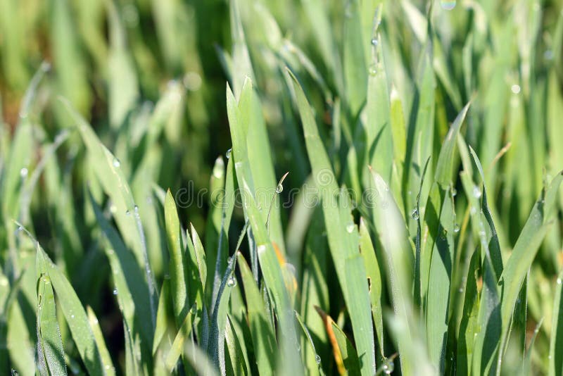 Dew drop on green wheat stock photo. Image of country - 39420874