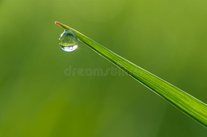 Dew Drop Hanging on Green Blade Stock Photo - Image of plant ...