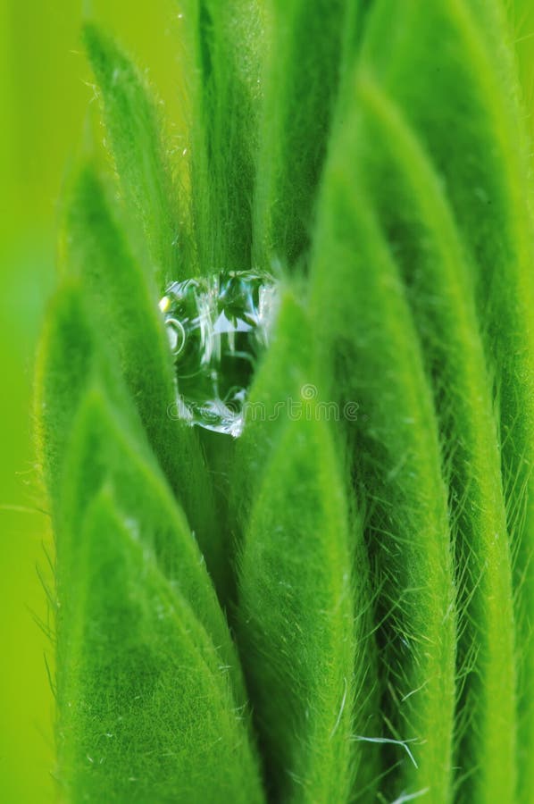 Dew Drop Inside Green Leaf, Great Details, Blurry Background Stock ...