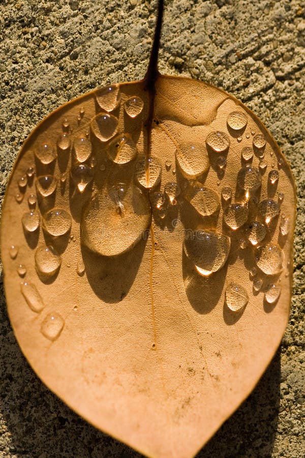 Dew Drop on Leaf stock image. Image of clear, golden - 22627477