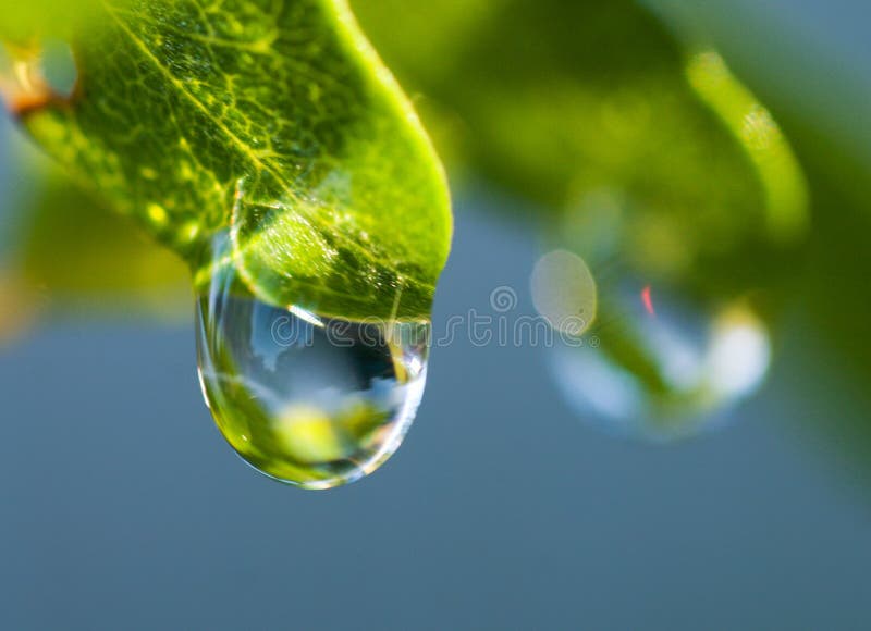 Dew Drop on Leaf stock photo. Image of leaf, reflection - 2653632