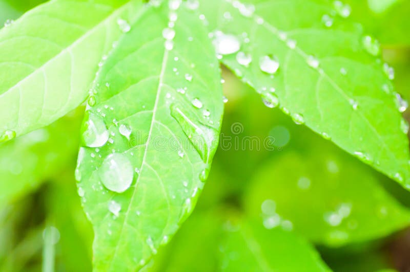 Dew Drop and Leaf Background,blur Background,green Background Stock ...
