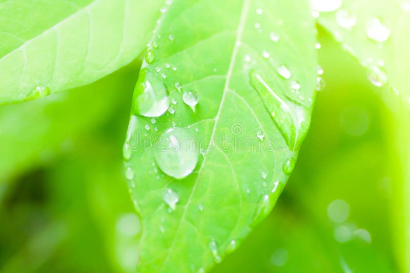 Dew Drop and Leaf Background Stock Image - Image of nature, closeup ...