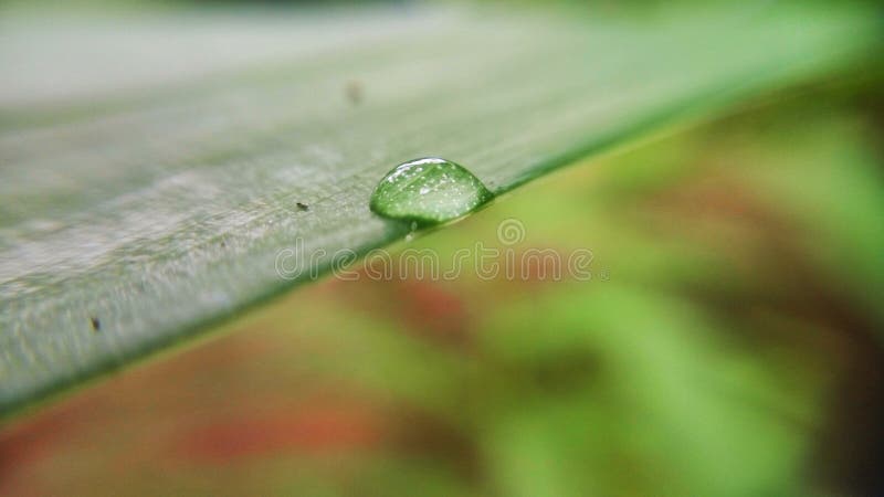 Dew Drop On Leaf Picture. Image: 82994188