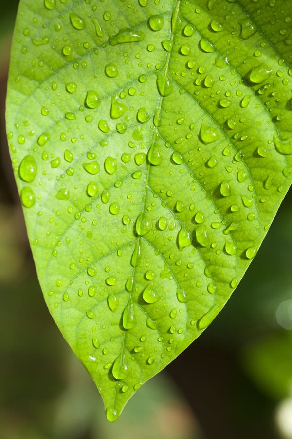 Dew drop on leaf stock photo. Image of raindrop, summer - 41630124