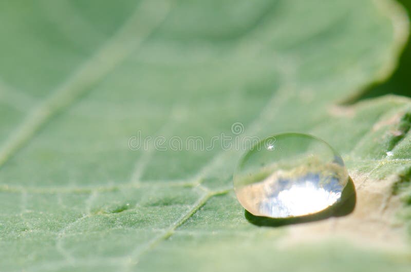 Dew drop on a leaf. stock photo. Image of freshwater - 108941232